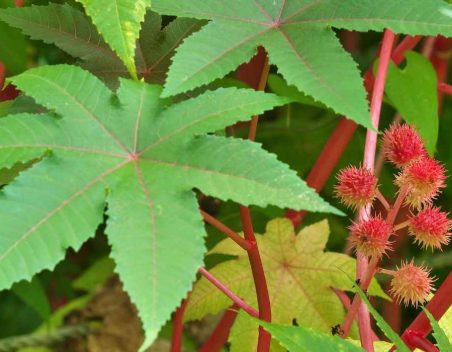 Le ricin commun : plantation, semis, culture - Promesse de Fleurs