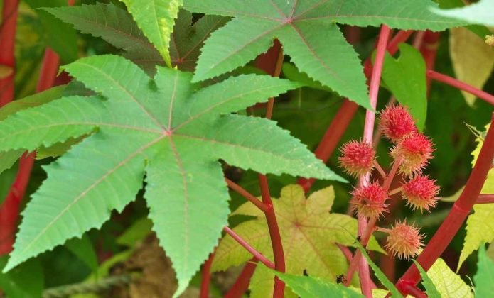 Le ricin commun : plantation, semis, culture - Promesse de Fleurs