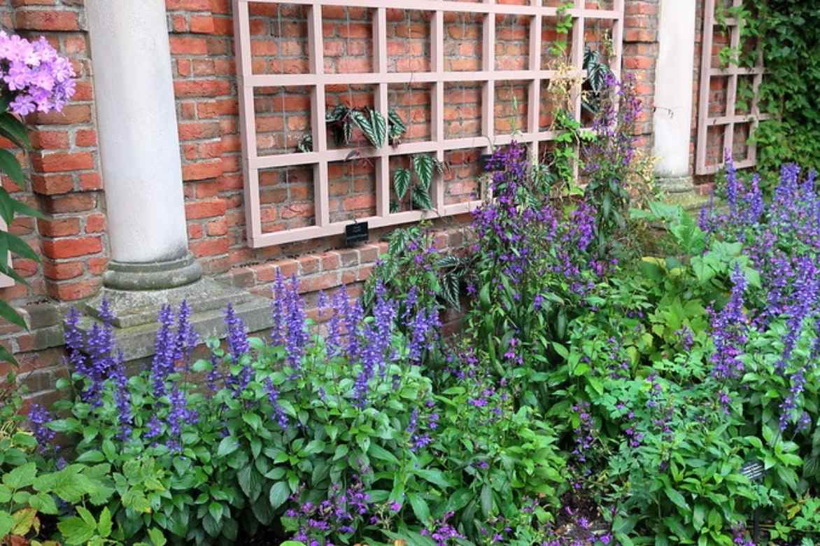 Sauges annuelles : plantation, semis, entretien - Promesse de Fleurs