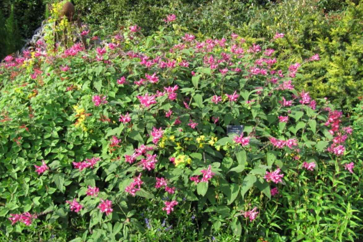 Sauges annuelles : plantation, semis, entretien - Promesse de Fleurs