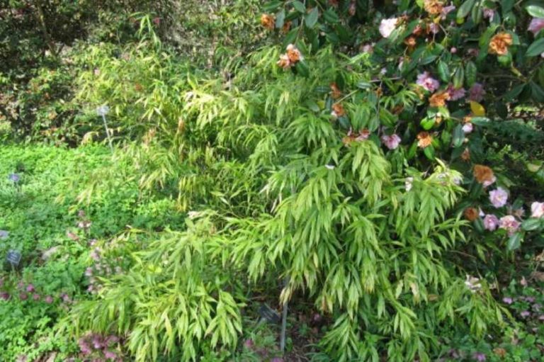 Les arbustes à port arqué - Promesse de Fleurs