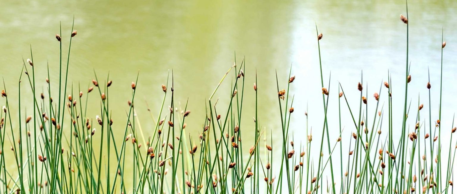 Scirpe, Scirpus : nos conseils de culture - Promesse de Fleurs