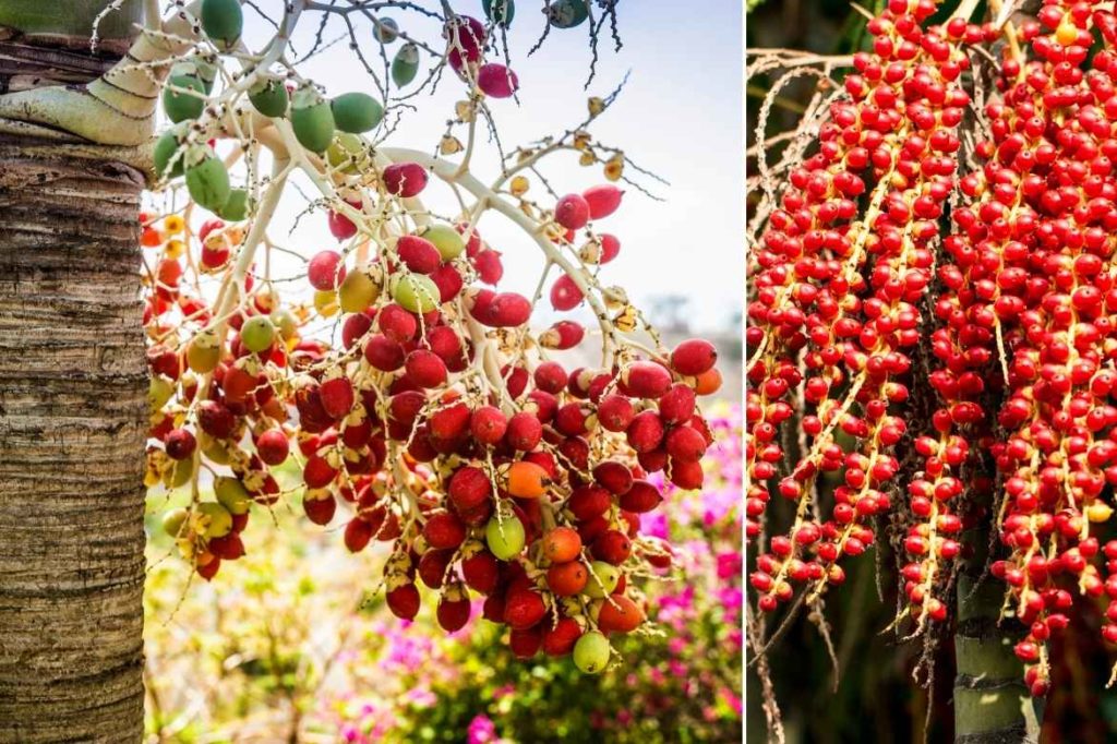 Veitchia, Adonidia : plantation, culture, entretien - Promesse de Fleurs