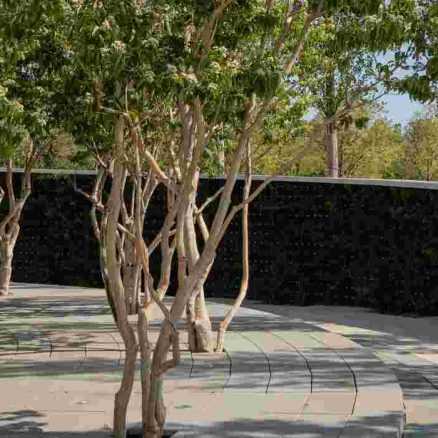 Les plus beaux arbustes en cépée - Promesse de Fleurs