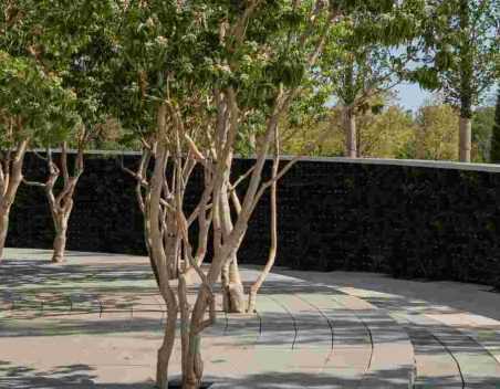 Les plus beaux arbustes en cépée - Promesse de Fleurs