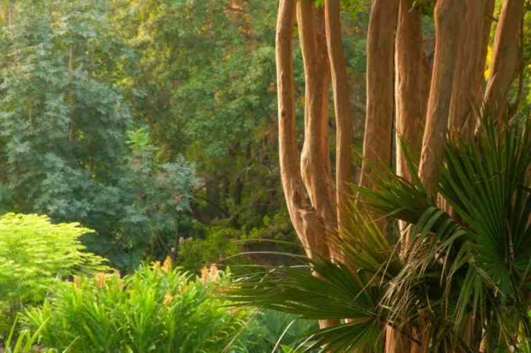 Les plus beaux arbustes en cépée - Promesse de Fleurs