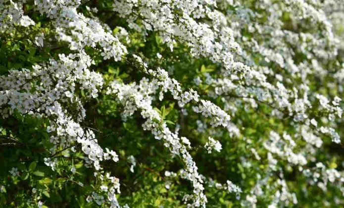 9 arbres et arbustes à port en boule - Promesse de Fleurs