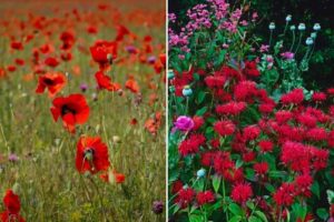 conseils de paysagiste pour aménager un jardin rouge