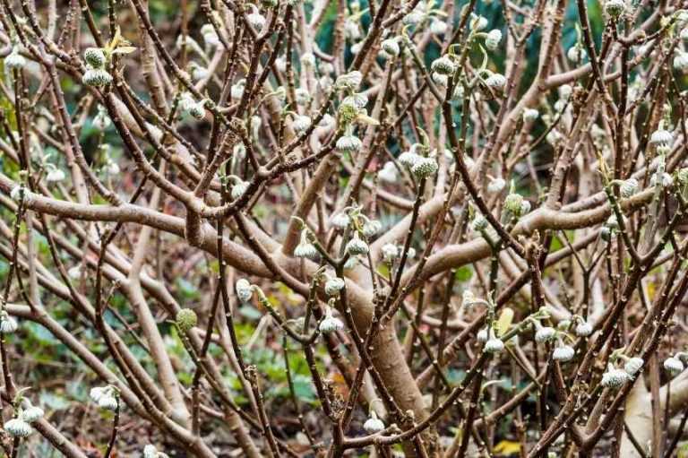 Les plus beaux arbustes en cépée - Promesse de Fleurs
