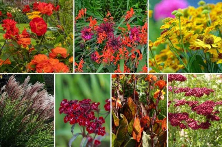 conseils de paysagiste pour aménager un jardin rouge