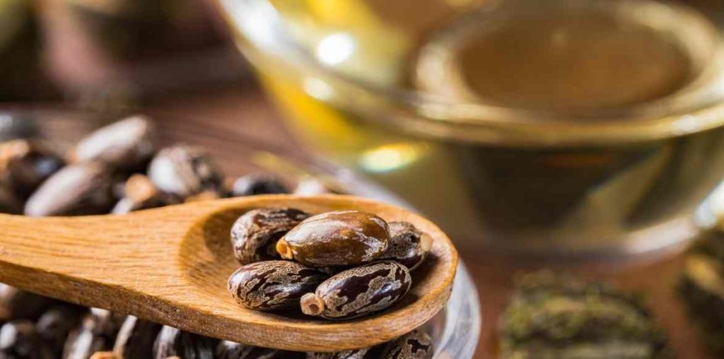 Le ricin commun : plantation, semis, culture - Promesse de Fleurs