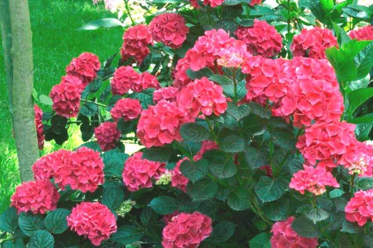 Hortensia rouge : les meilleures variétés - Promesse de Fleurs