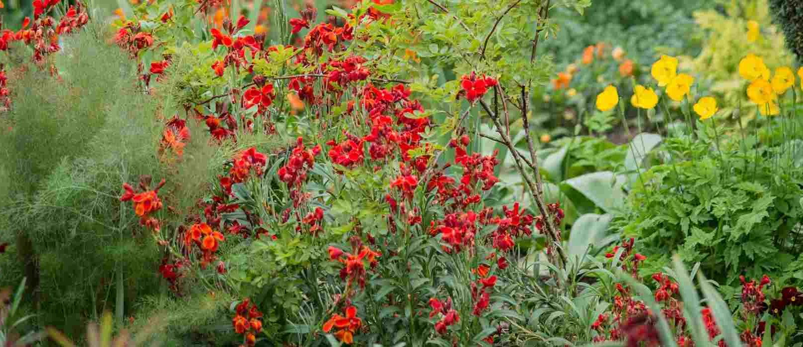 6 idées de massif pour un jardin rouge/pourpre - Promesse de Fleurs