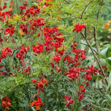6 idées de massif pour un jardin rouge/pourpre - Promesse de Fleurs