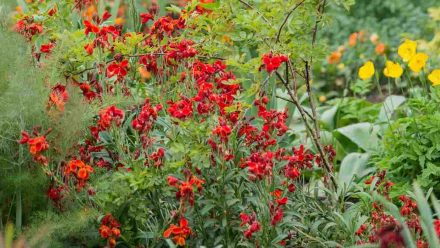 6 idées de massif pour un jardin rouge/pourpre - Promesse de Fleurs