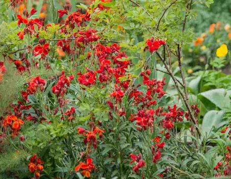6 idées de massif pour un jardin rouge/pourpre - Promesse de Fleurs