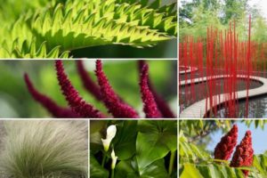 conseils de paysagiste pour aménager un jardin rouge