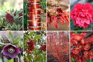 conseils de paysagiste pour aménager un jardin rouge