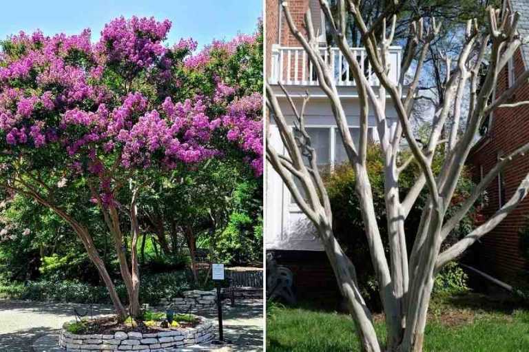 Les plus beaux arbustes en cépée - Promesse de Fleurs
