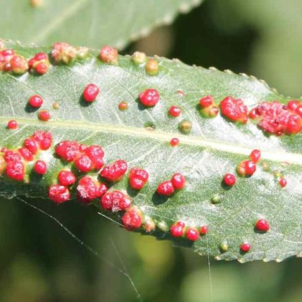 Les maladies et parasites des saules - Promesse de Fleurs
