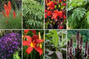 6 idées de massif pour un jardin rouge/pourpre - Promesse de Fleurs