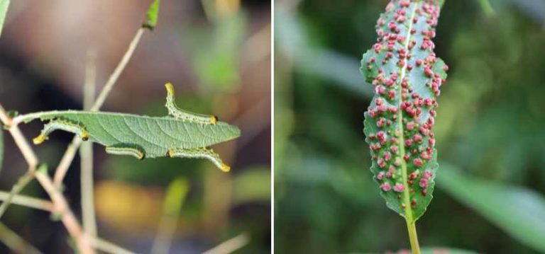 Les maladies et parasites des saules - Promesse de Fleurs