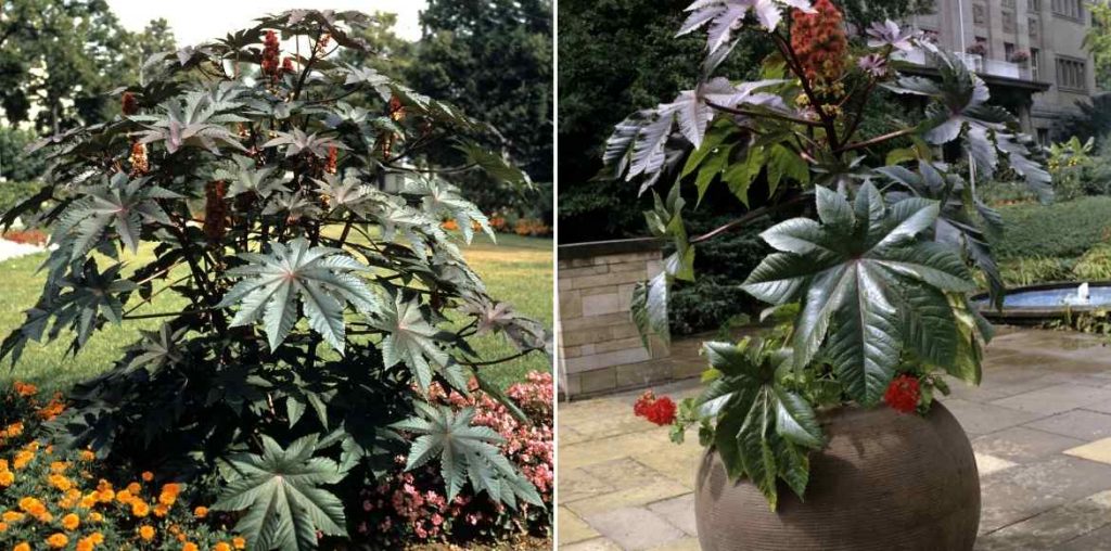 Le ricin commun : plantation, semis, culture - Promesse de Fleurs