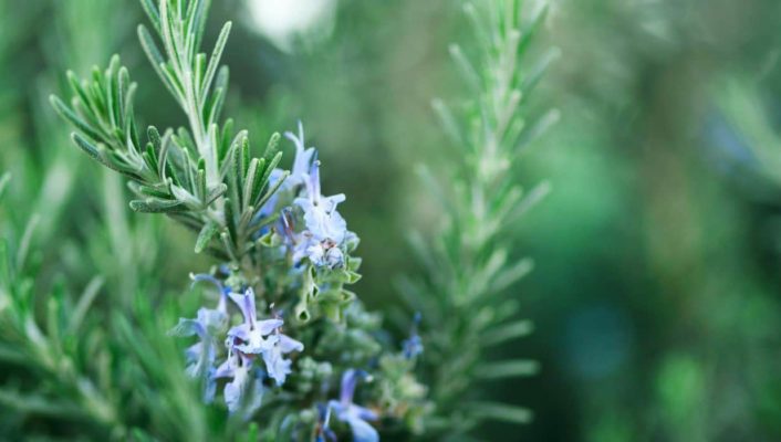 Repérer et traiter maladies et parasites du romarin - Promesse de Fleurs