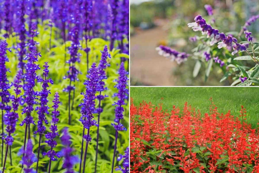 Sauges annuelles : plantation, semis, entretien - Promesse de Fleurs