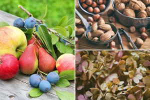 Que faire au jardin en septembre - Promesse de Fleurs