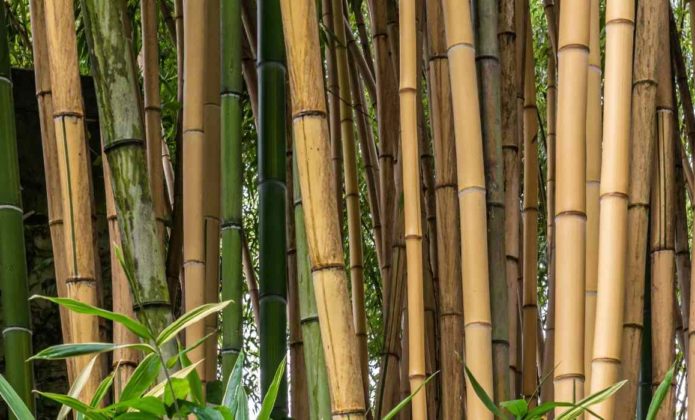 Bambusa - Bambou moyen : tout savoir - Promesse de Fleurs