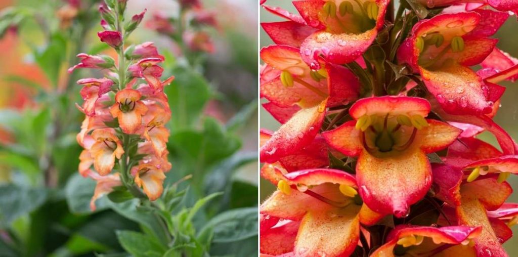 Digiplexis, Digitale annuelle : plantation et entretien - Promesse de ...