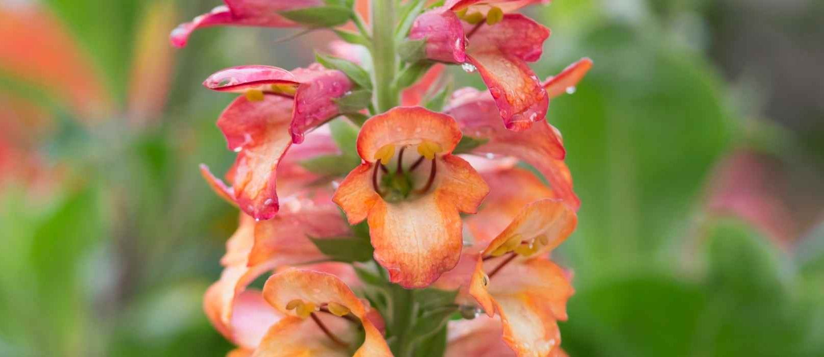 Digiplexis, Digitale annuelle : plantation et entretien - Promesse de ...