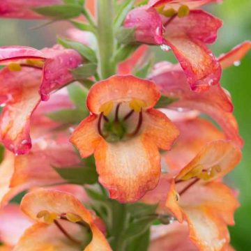 Digiplexis, Digitale annuelle : plantation et entretien - Promesse de ...