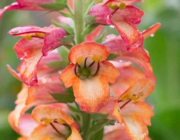 Digiplexis Firecracker - Hybride de digitale aux fleurs jaune orangé vif