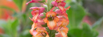 Digiplexis Illumination Flame - Une belle nouveauté au charme exotique