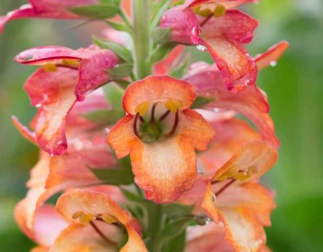 Digiplexis, Digitale annuelle : plantation et entretien - Promesse de ...