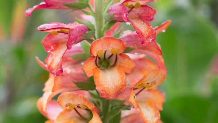 Digiplexis Firecracker - Hybride de digitale aux fleurs jaune orangé vif