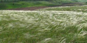 Gazon steppique : comment le créer et l'entretenir - Promesse de Fleurs