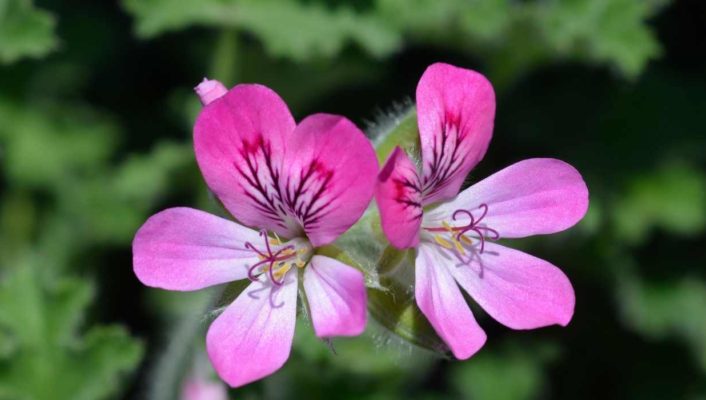Geranium parfumé : plantation, entretien et bienfaits - Promesse de Fleurs