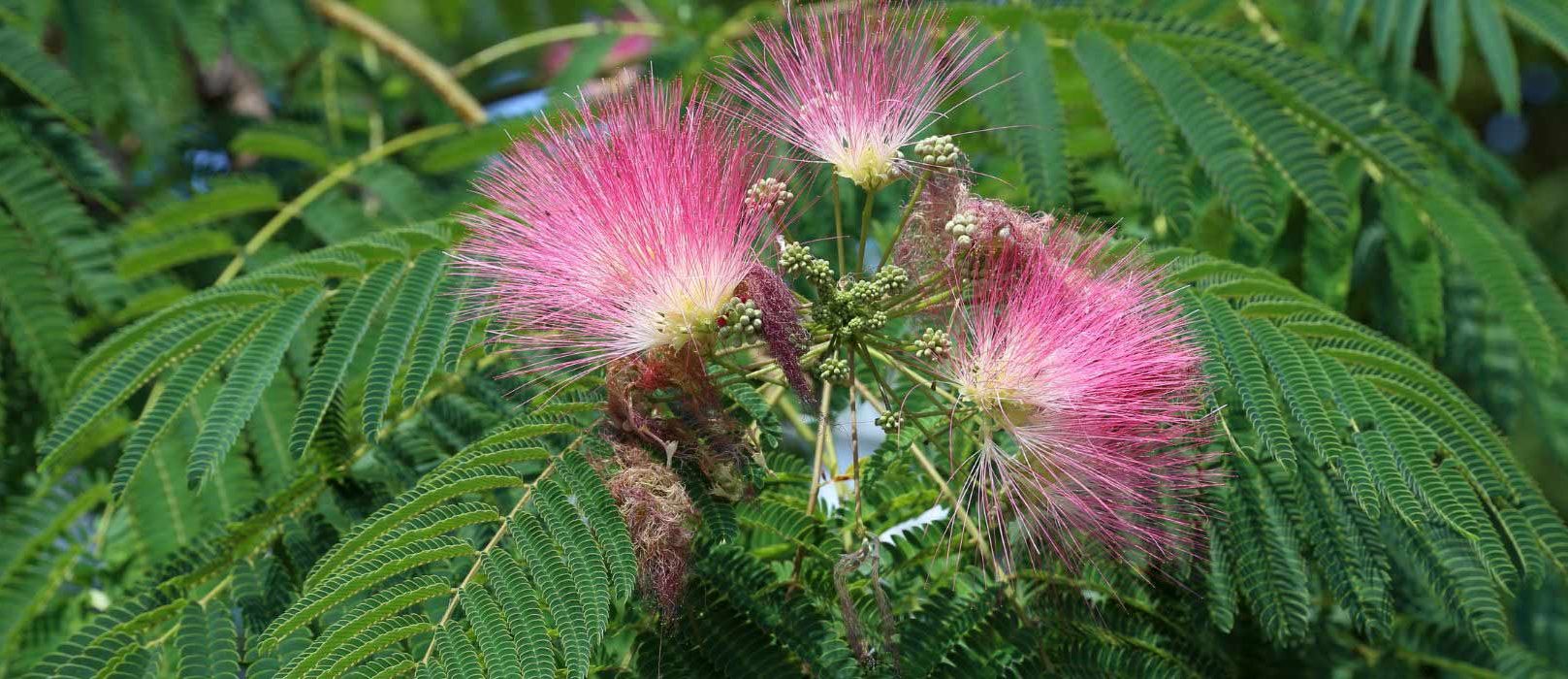Associer l’Albizia - Promesse de Fleurs