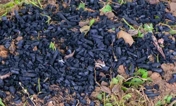 Le Biochar : qu'est-ce que c'est ? - Promesse de Fleurs