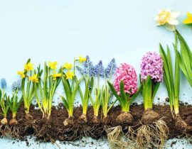 Bulbes de printemps - Fiches Conseils jardinage