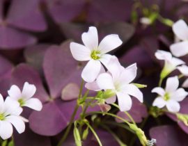 Oxalis - Bulbes - Conseil jardinage