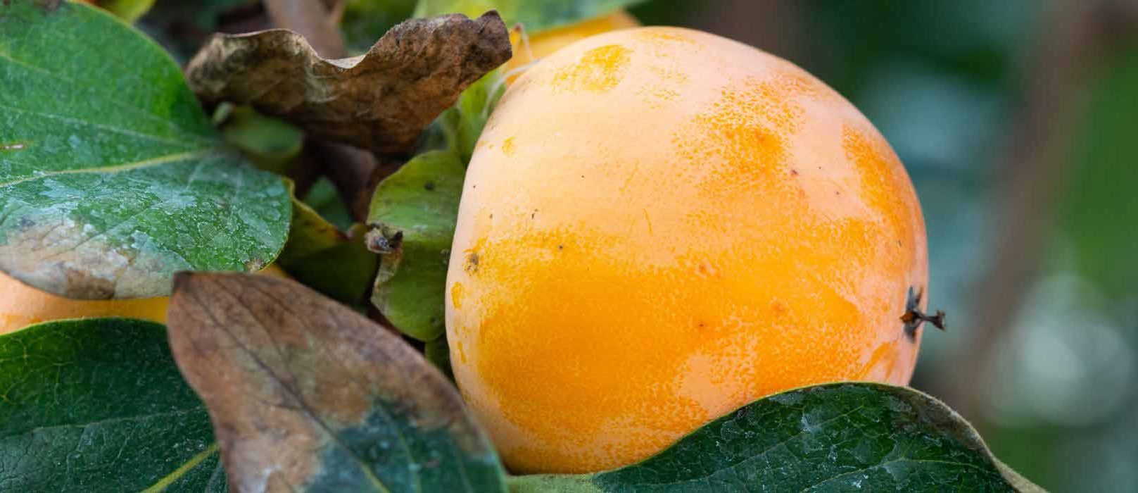 Maladies et parasites du Kaki - Promesse de Fleurs