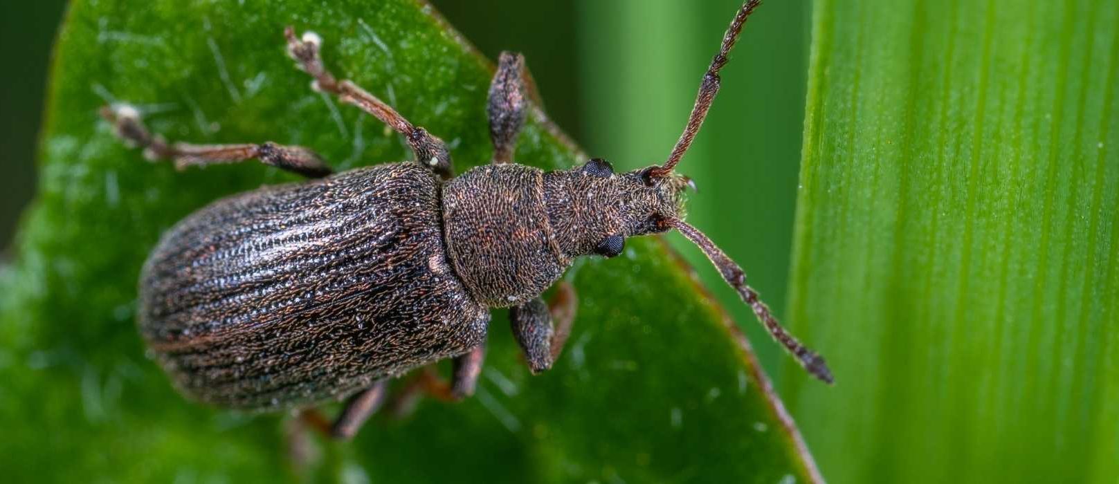 Les scarabées : amis ou ennemis du jardinier ? - Promesse de Fleurs