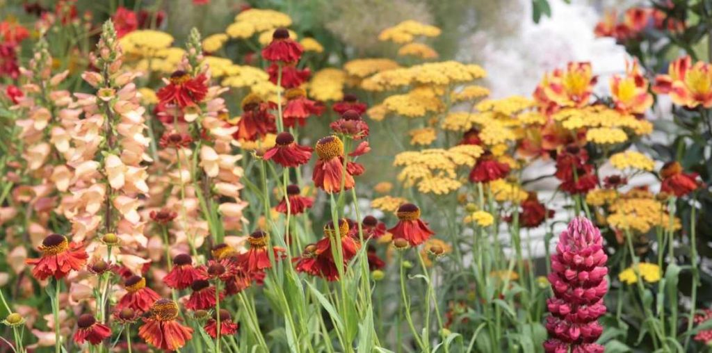 Digiplexis, Digitale annuelle : plantation et entretien - Promesse de ...