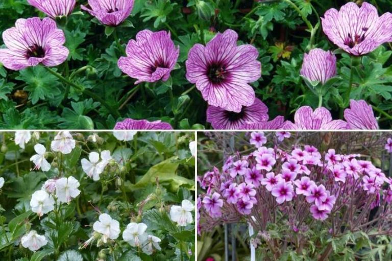 Cultiver un géranium vivace en pot - Promesse de Fleurs