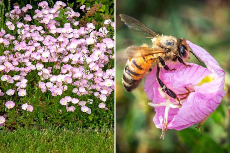 9 plantes vivaces mellifères qui résistent au sec