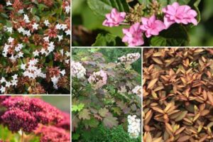 Inspiration rose et kaki au jardin - Promesse de Fleurs